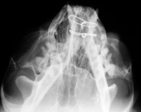 Fractured Lower Jaw in a Cat (Mandibular Fracture)