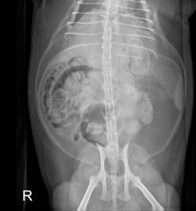 x-ray-view-vd | Long Beach Animal Hospital