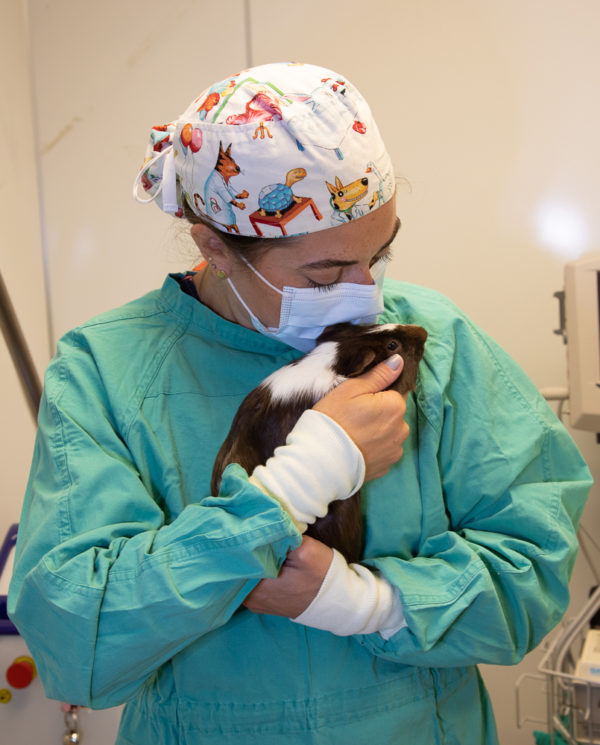 surgery-pig | Long Beach Animal Hospital