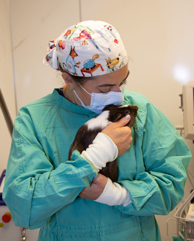 surgery-pig | Long Beach Animal Hospital