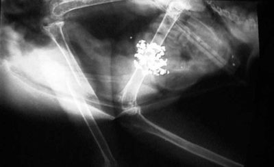 Lead Poisoning in Birds: Causes, Symptoms & Treatment