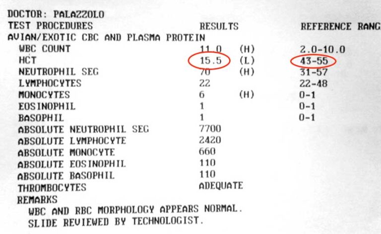 Adrenal Disease in Ferrets: Causes, Symptoms & Treatment
