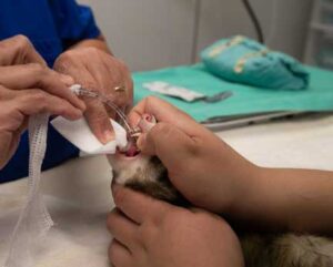 Spaying a Ferret (Our Process)