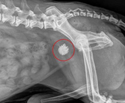 Bladder Stones in Dogs: Causes, Symptoms, & Treatment