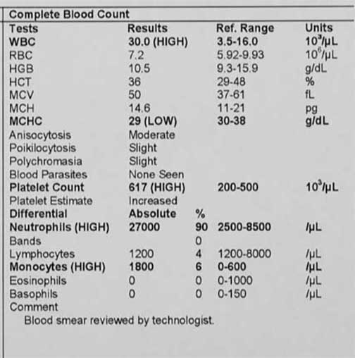 Mammary Cancer in Cats: Symptoms, Diagnosis, & Treatment