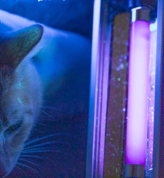 Ringworm Infection in Cats: Causes, Treatment & Prevention