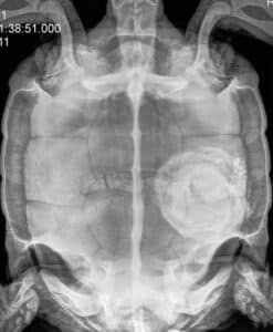 Reptile Radiographs (X-rays) + Fun Quiz